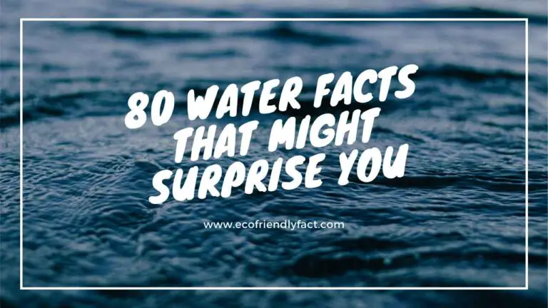 80 Interesting Facts About Water That You Should Know - Eco Friendly Fact