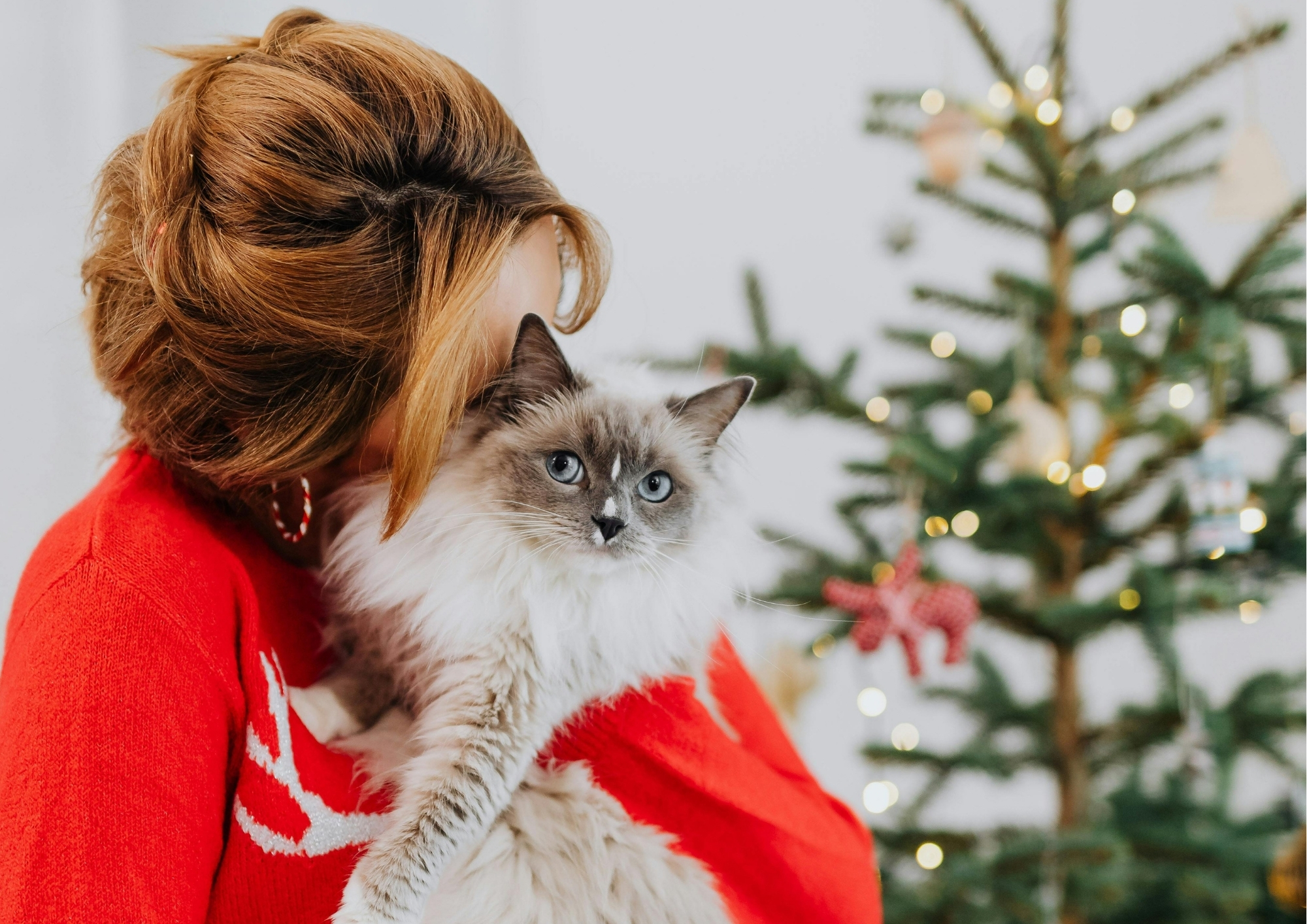 Zero Waste Christmas For Pets: Eco-friendly Holiday Ideas for Your ...